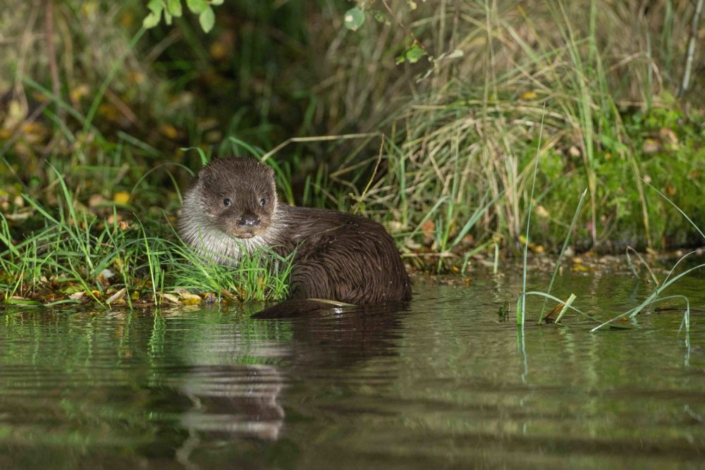 Loutre d'Europe - Les mammifères de Rhône-Alpes