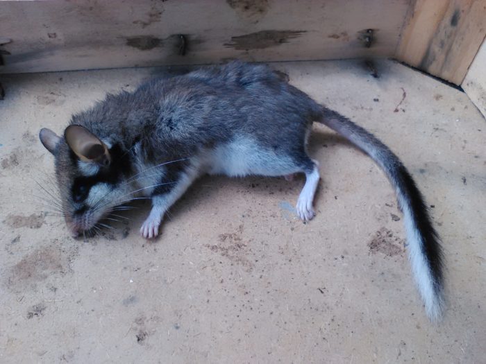 Lérot - Les mammifères de Rhône-Alpes