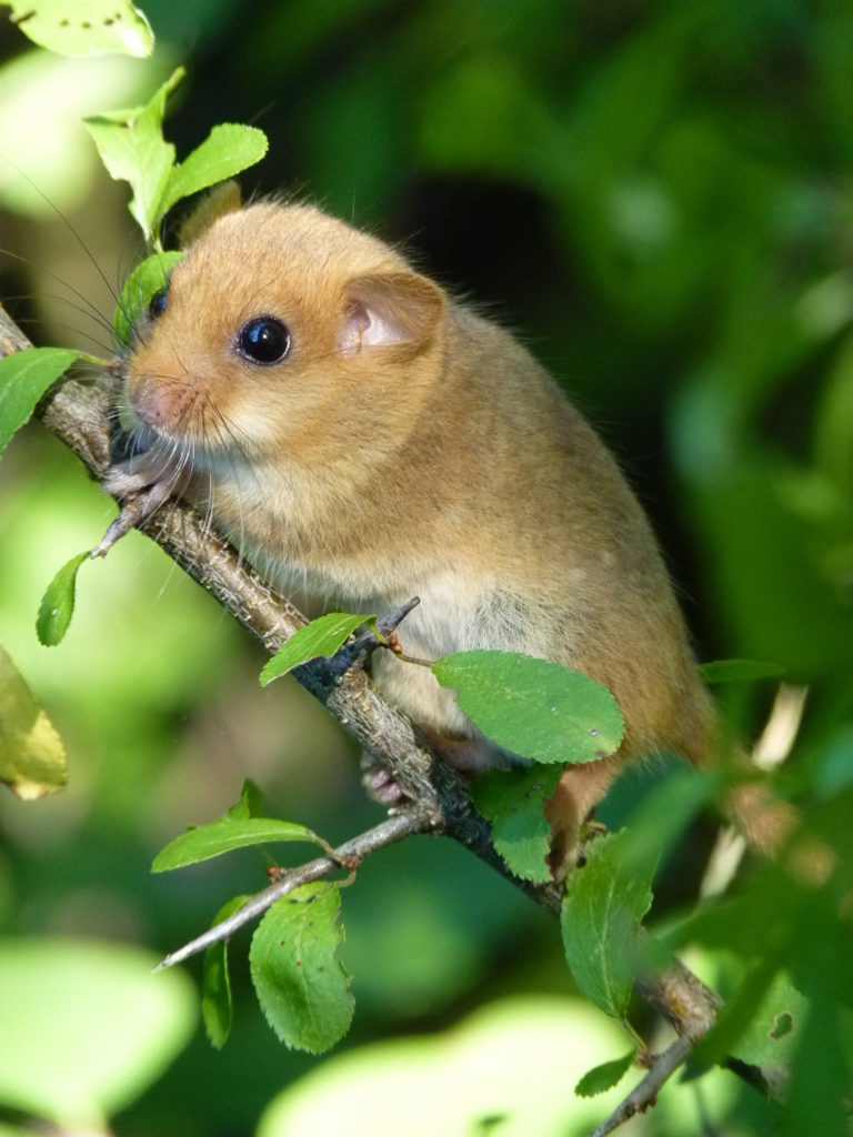 Muscardin - Les mammifères de Rhône-Alpes