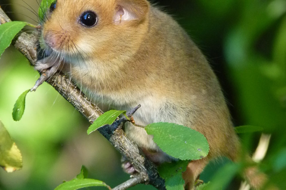 Muscardin - Les mammifères de Rhône-Alpes