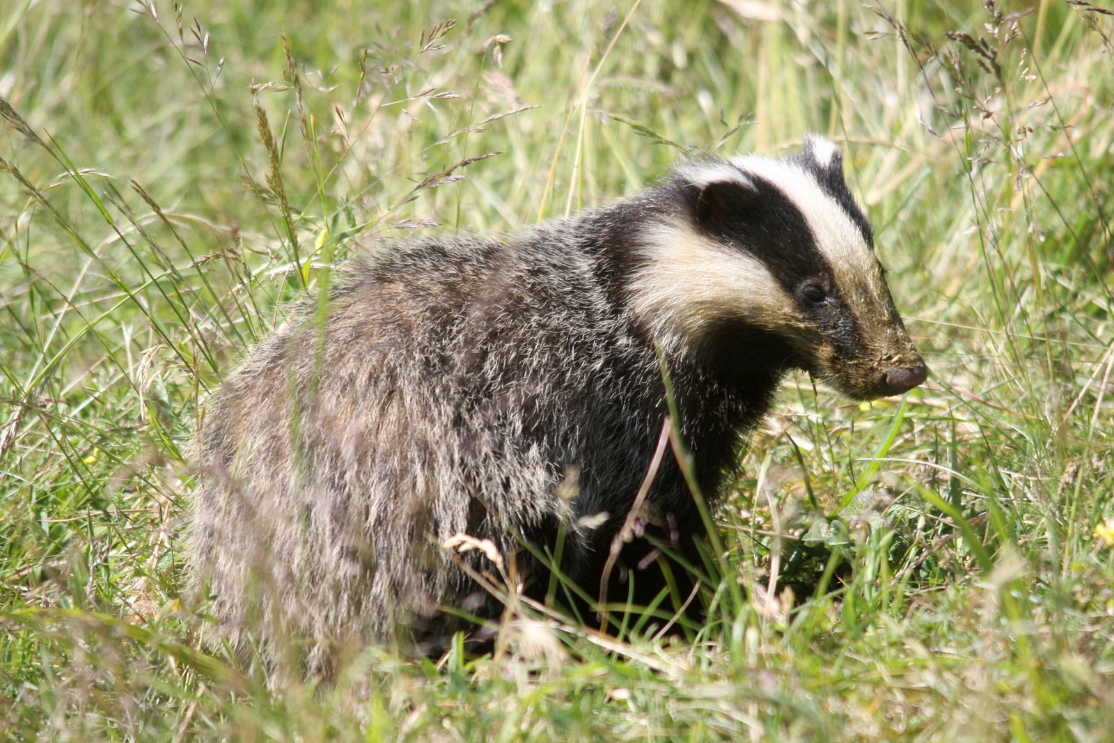 Blaireau européen, Saint-Clément, 2013 © Vincent Palomares - Les ...