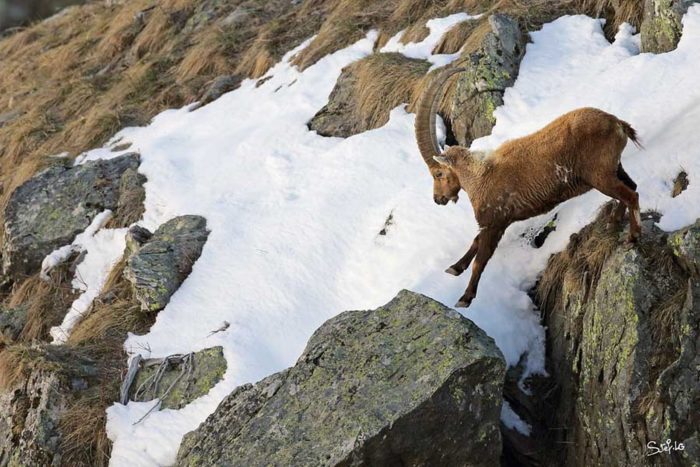 Bouquetin des Alpes - Les mammifères de Rhône-Alpes