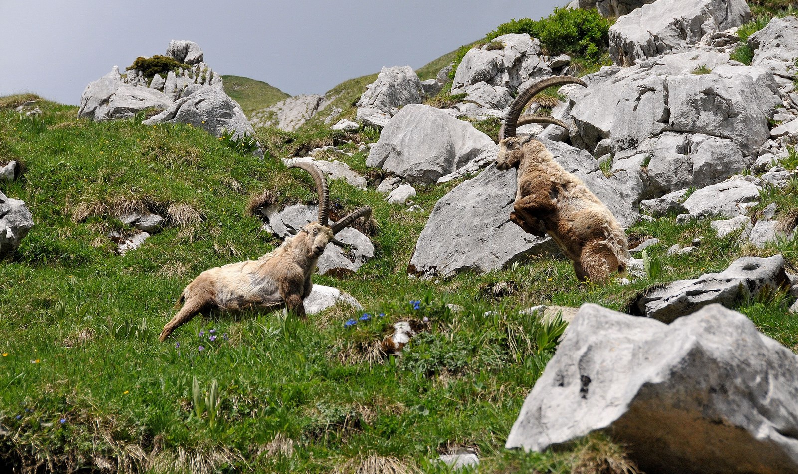 Bouquetin des Alpes, juin 2009 © Jean Bisetti - Les mammifères de Rhône ...