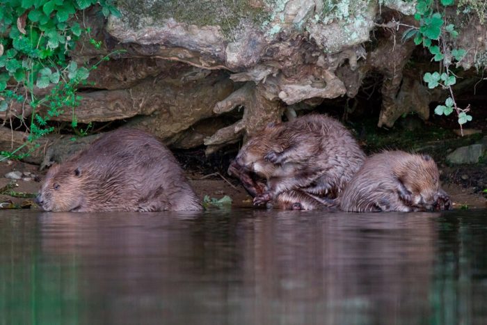 Castor d'Eurasie - Les mammifères de Rhône-Alpes