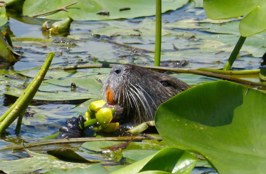 Ragondin - Les mammifères de Rhône-Alpes