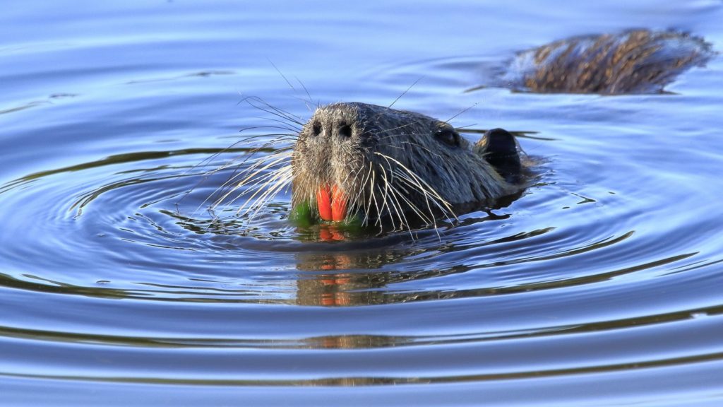 Ragondin - Les mammifères de Rhône-Alpes