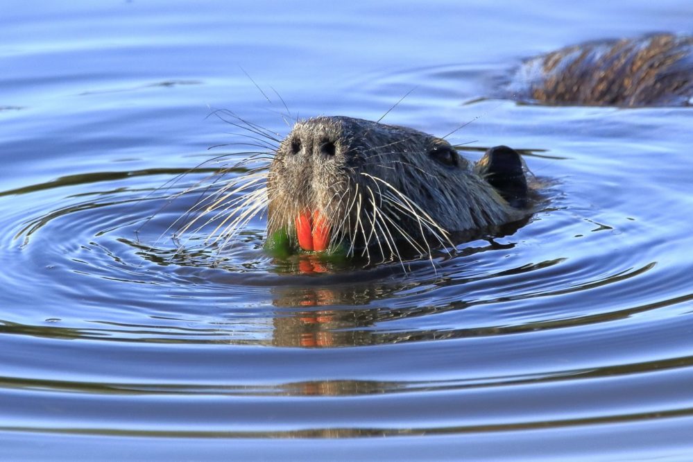 Ragondin - Les mammifères de Rhône-Alpes