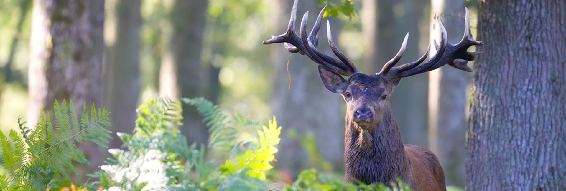 Cerf élaphe - Les mammifères de Rhône-Alpes