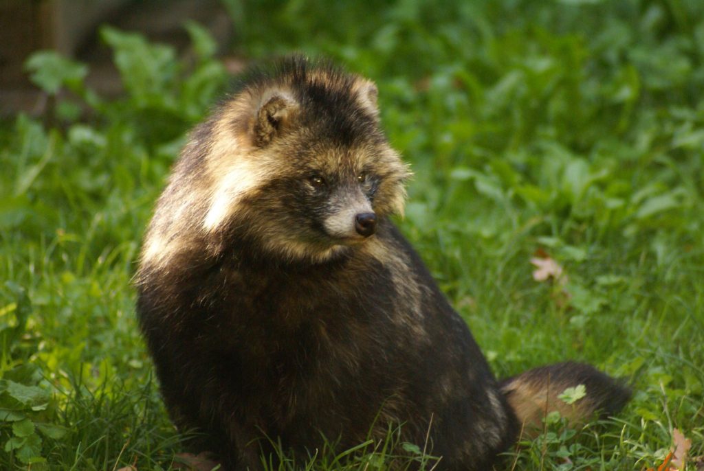 Chien viverrin - Les mammifères de Rhône-Alpes