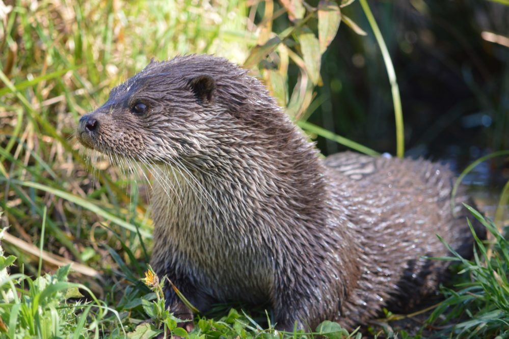 Loutre d'Europe - Les mammifères de Rhône-Alpes