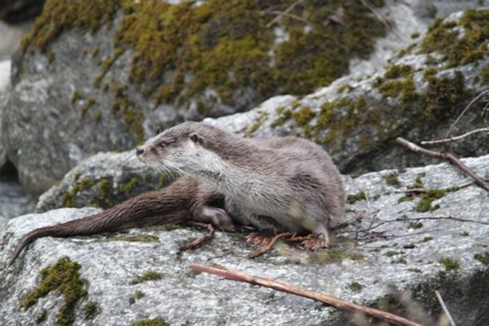 Loutre d'Europe - Les mammifères de Rhône-Alpes