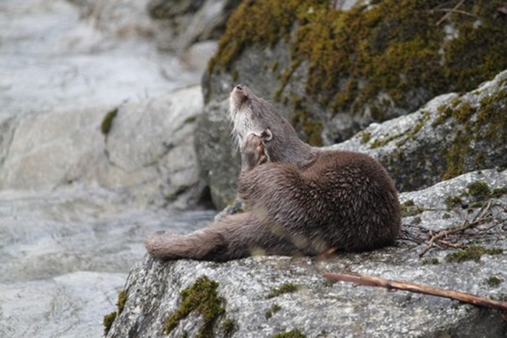 Loutre d'Europe - Les mammifères de Rhône-Alpes