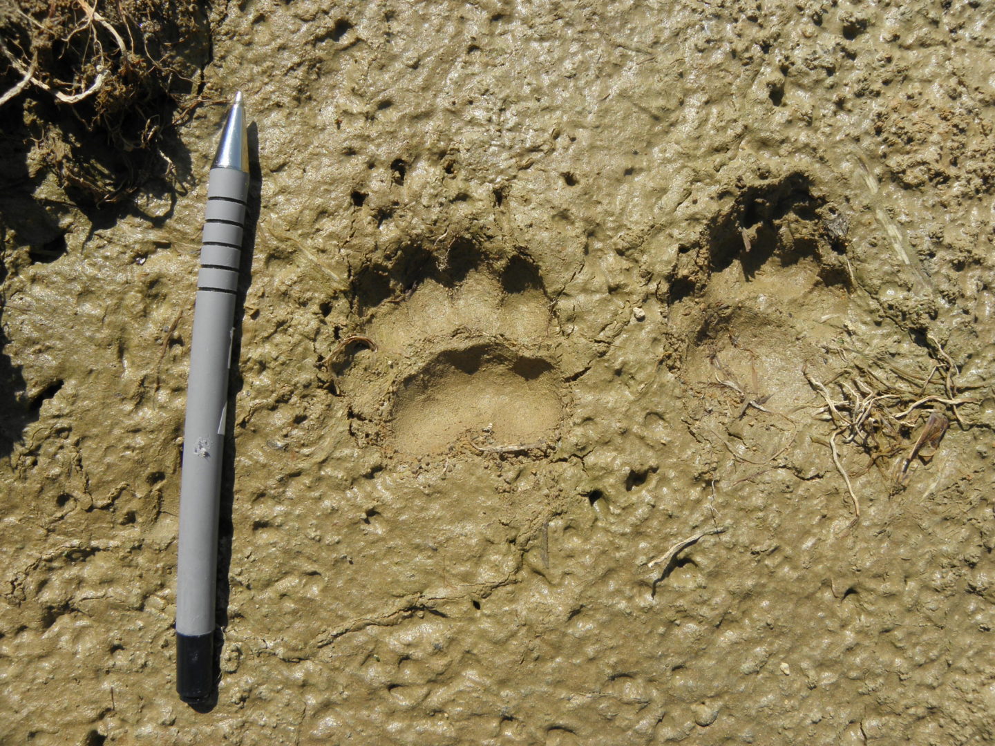 Empreintes de blaireau, Gruffy, Haute-Savoie©Christophe Gilles - Les ...