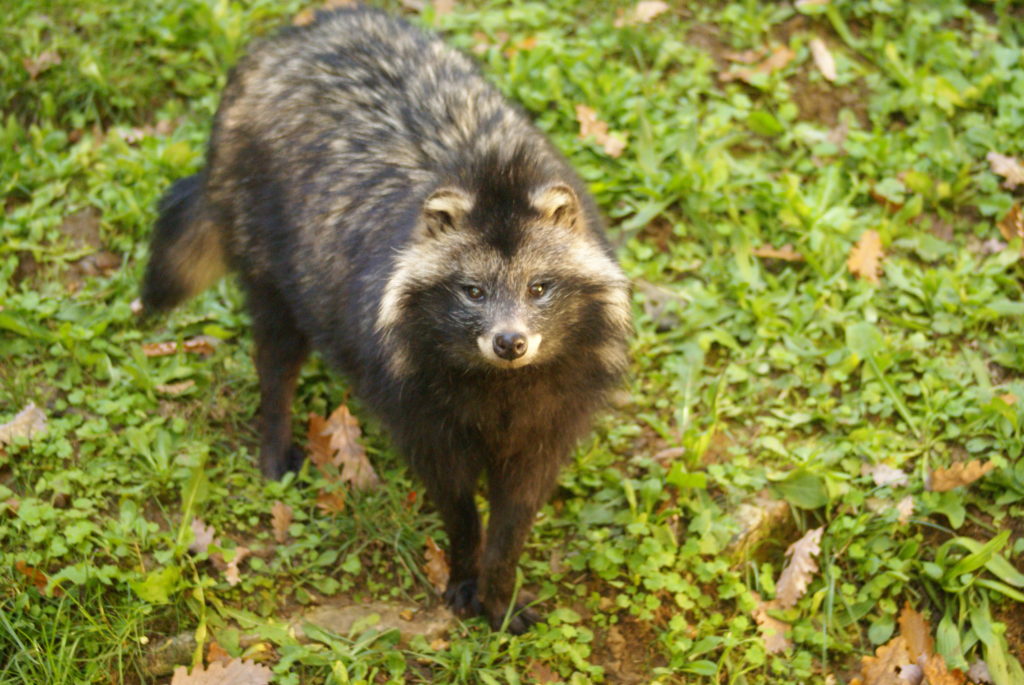 Chien Viverrin Animal De Compagnie Chandra, Une Femelle Chien Viverrin