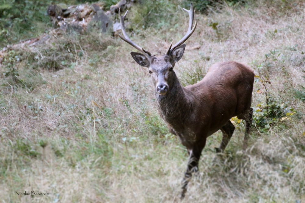 Cerf élaphe - Les mammifères de Rhône-Alpes