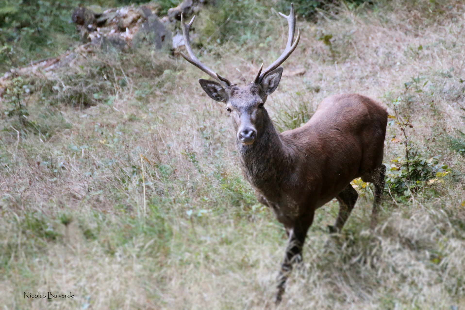 Cerf élaphe, massif des Voirons, sepembre 2015 © Balverde Nicolas - Les ...