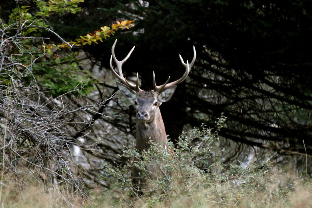 Cerf élaphe - Les mammifères de Rhône-Alpes