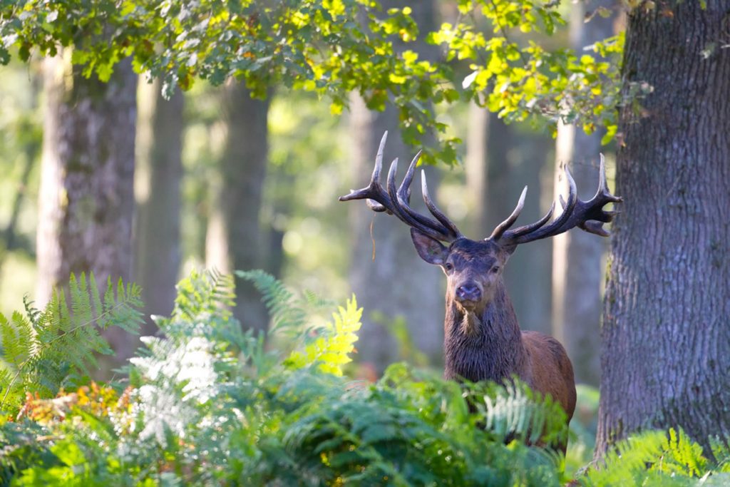 Cerf élaphe - Les mammifères de Rhône-Alpes