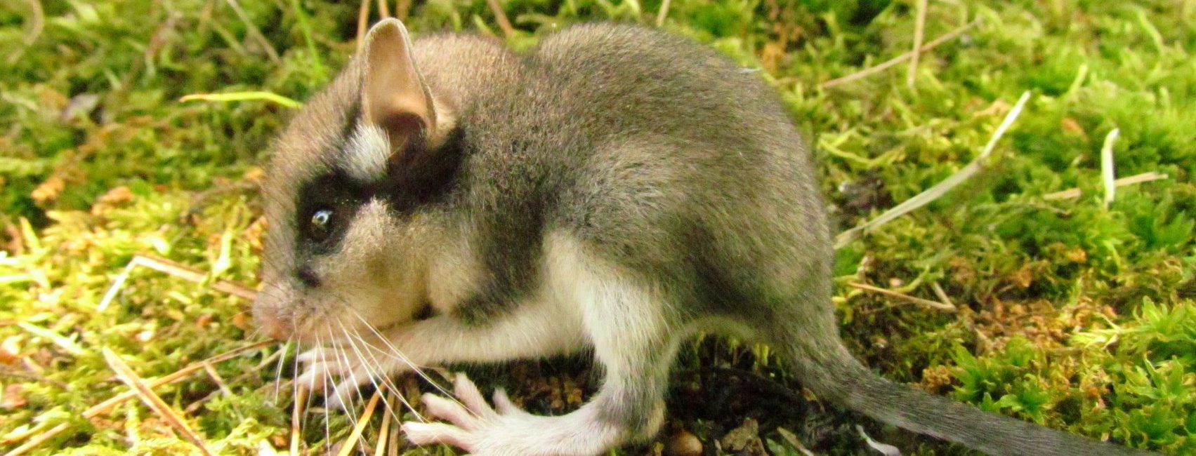 Lérot - Les mammifères de Rhône-Alpes