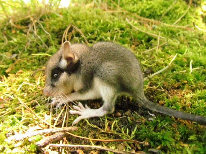 Lérot - Les mammifères de Rhône-Alpes