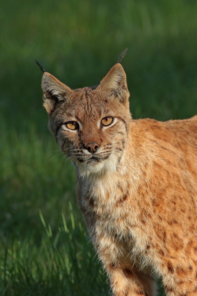 Lynx boréal - Les mammifères de Rhône-Alpes