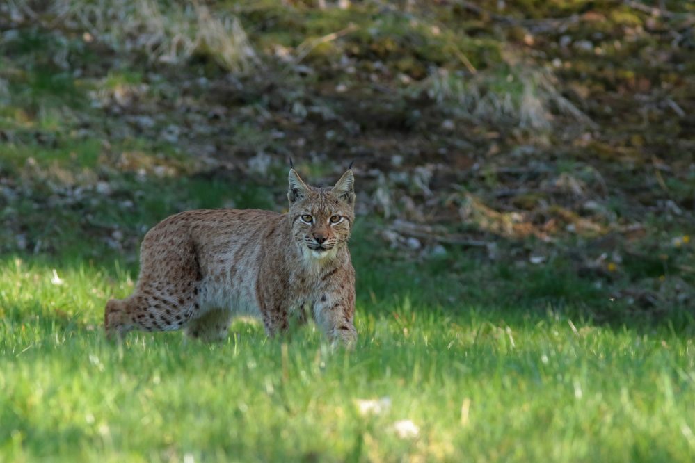 Lynx boréal - Les mammifères de Rhône-Alpes