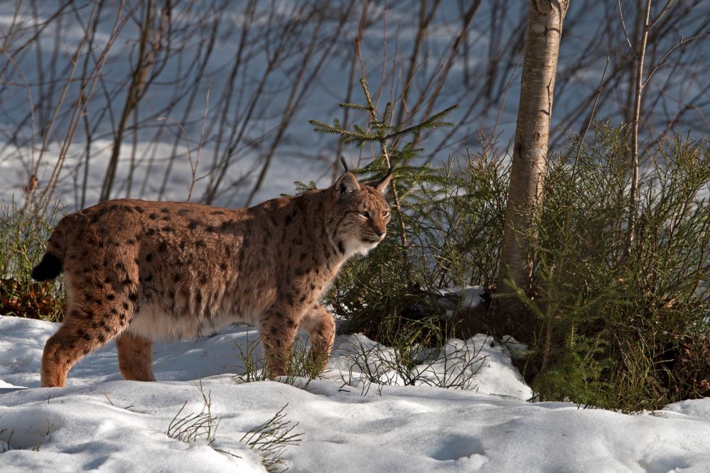 Lynx boréal - Les mammifères de Rhône-Alpes