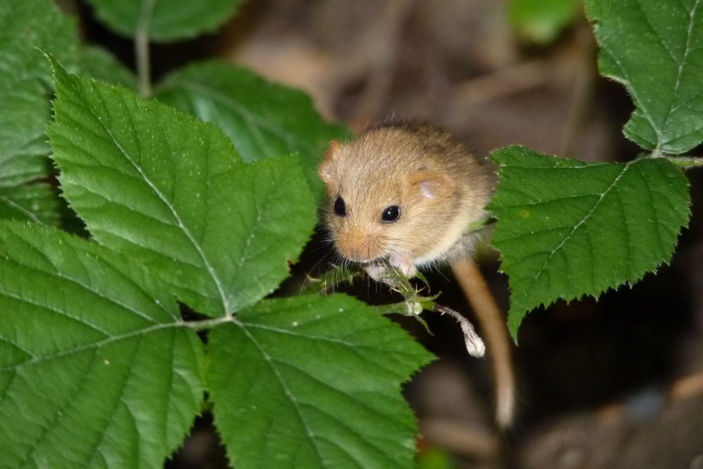Muscardin - Les mammifères de Rhône-Alpes