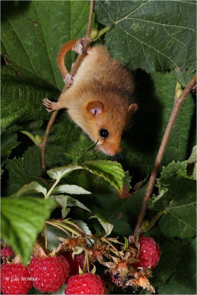 Muscardin - Les mammifères de Rhône-Alpes