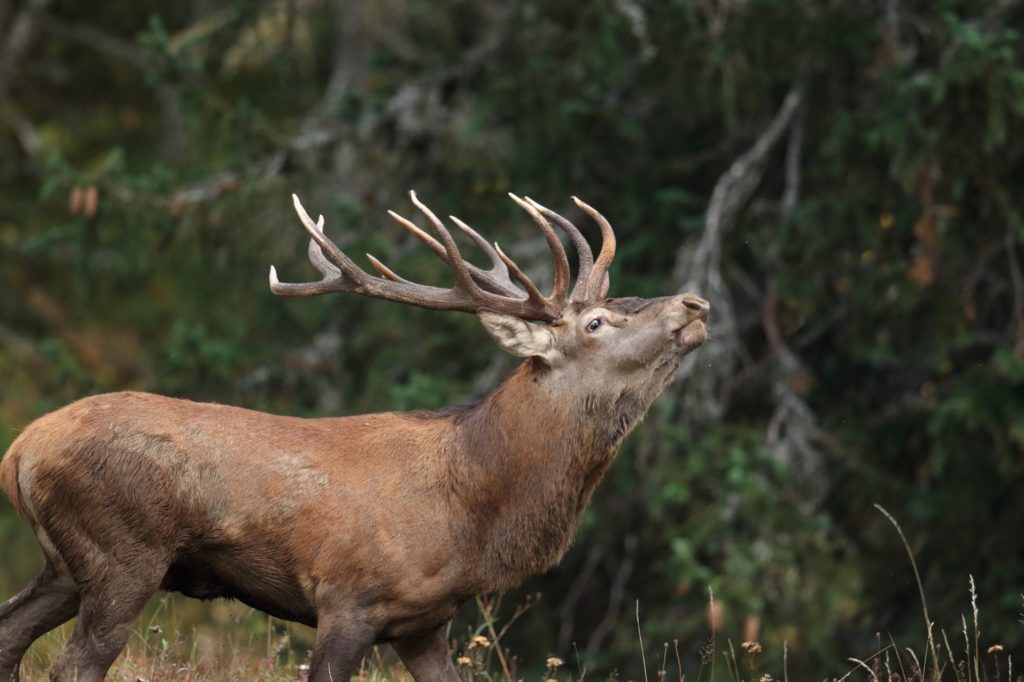 Cerf élaphe - Les mammifères de Rhône-Alpes