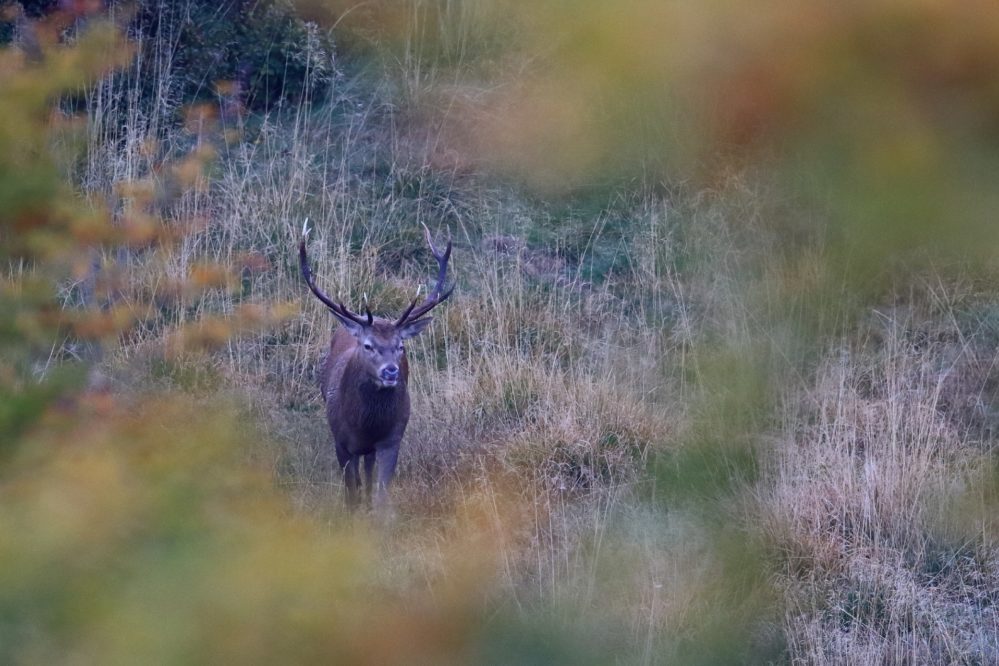 Cerf élaphe - Les mammifères de Rhône-Alpes