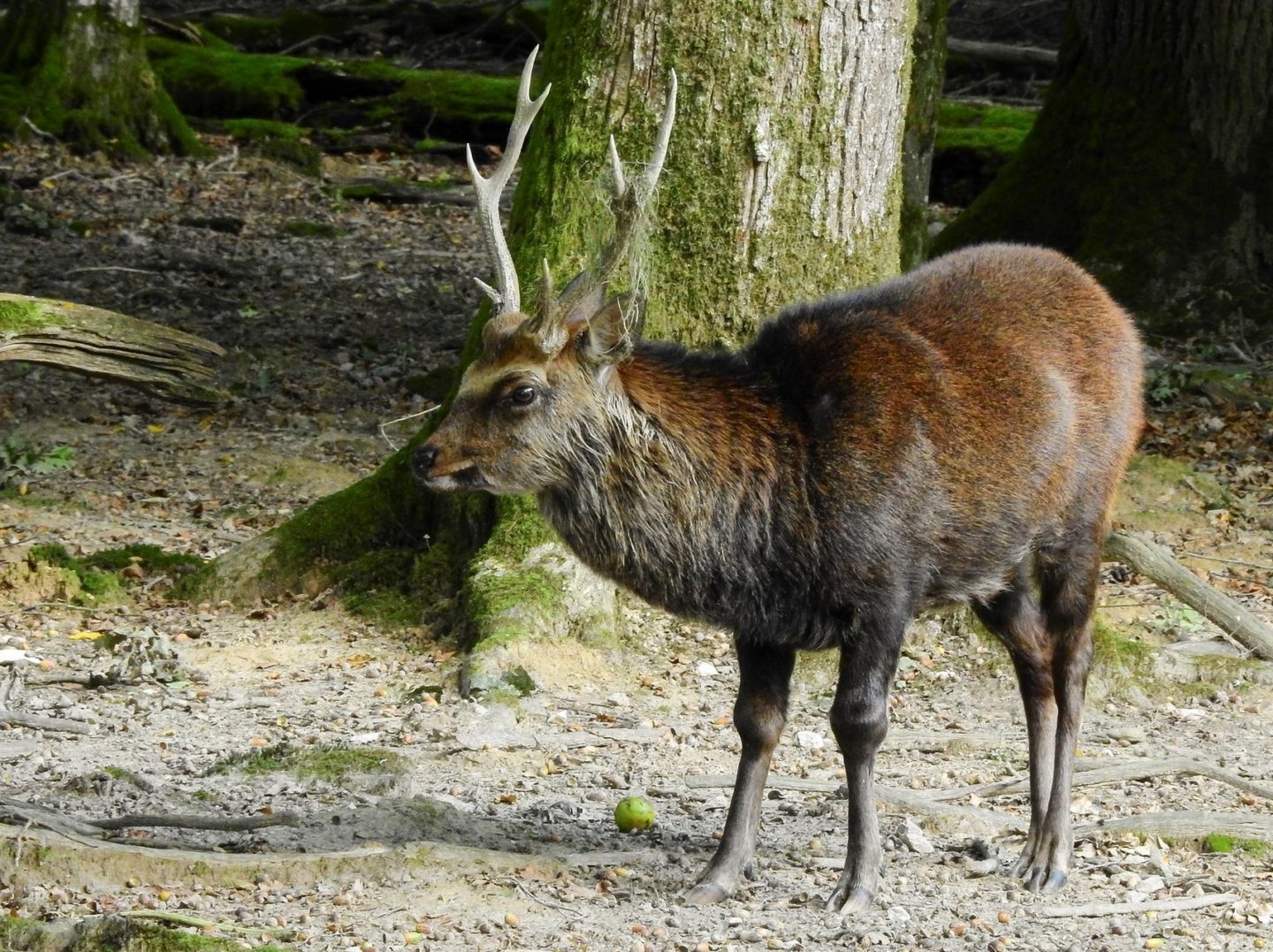 Cerf sika, Forêt de Chaux, septembre 2019 - Les mammifères de Rhône-Alpes
