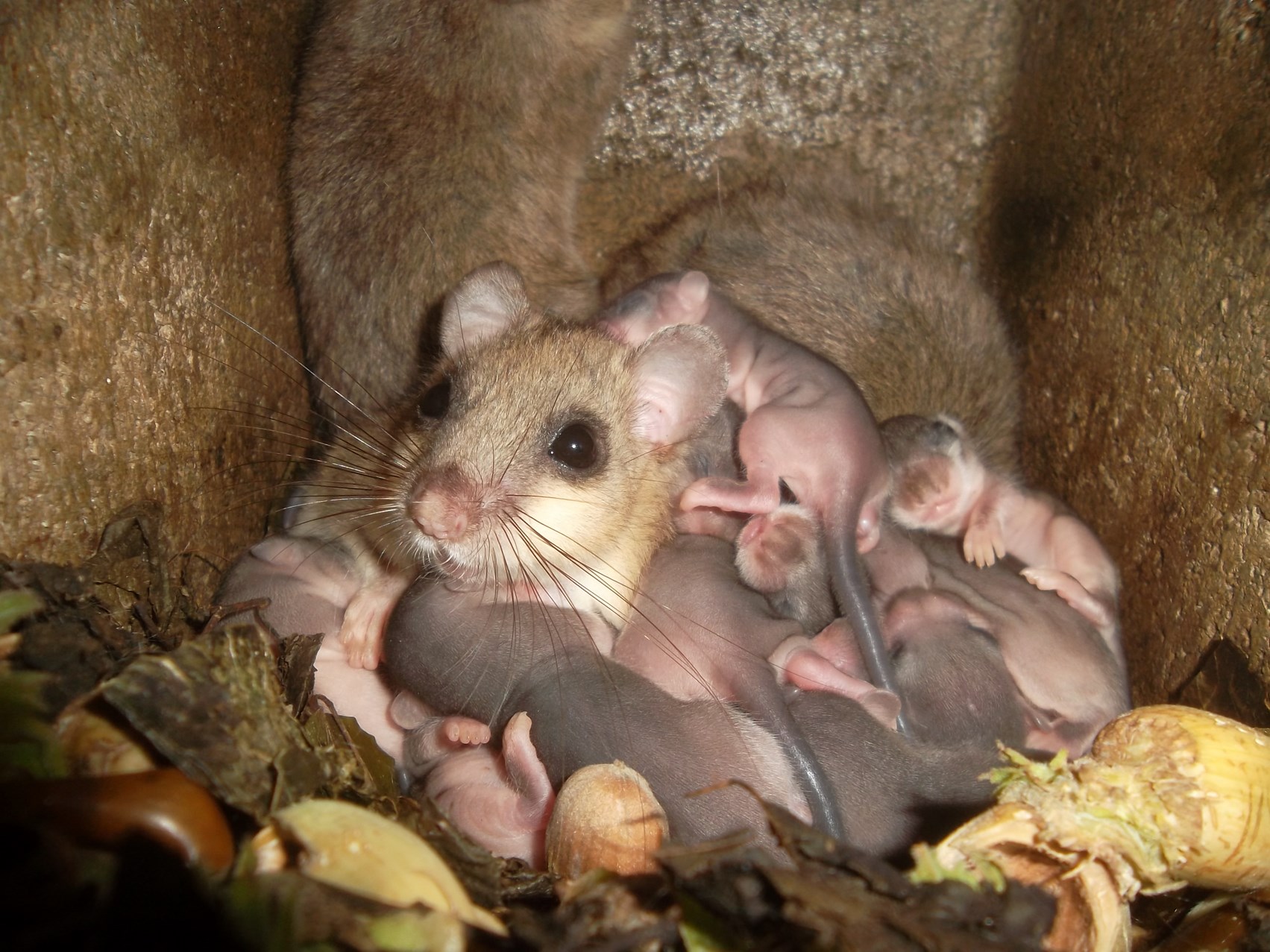 Loir gris, Eloise, Haute-Savoie, août 2016 © C.Prévost - Les mammifères ...