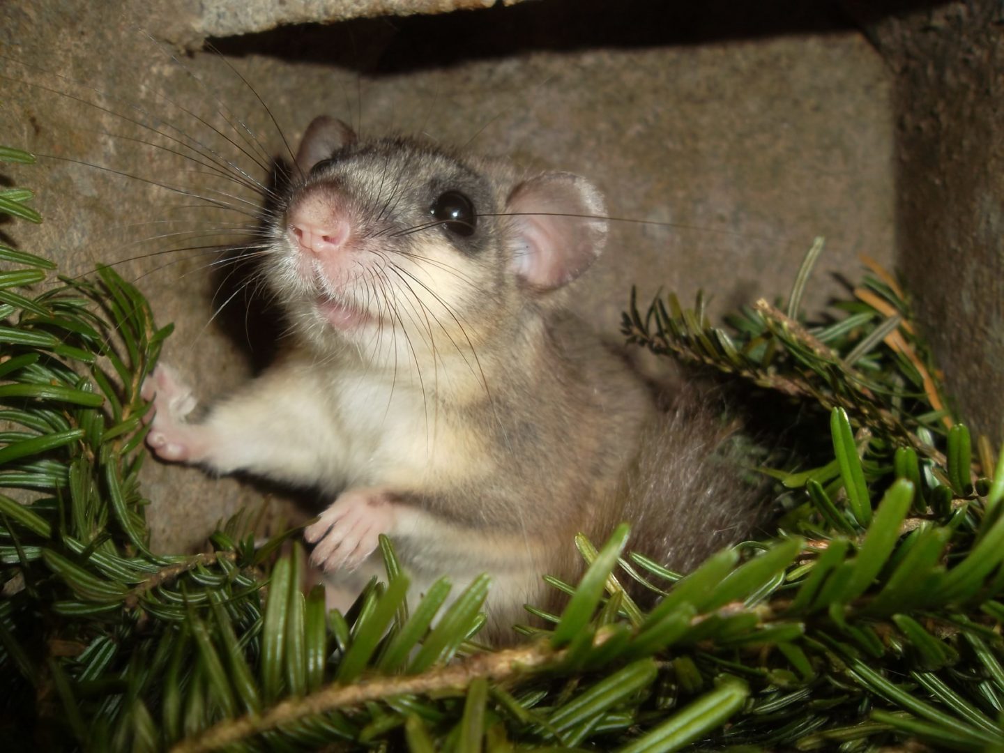 Loir gris, Savigny, Haute-Savoie, septembre 2014 © Christian Prévost ...