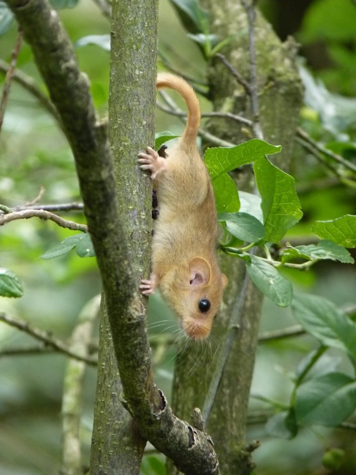 Muscardin - Les mammifères de Rhône-Alpes