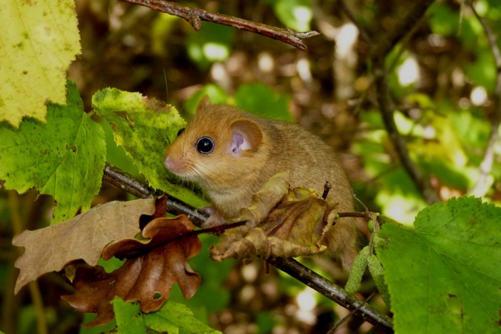Muscardin - Les mammifères de Rhône-Alpes