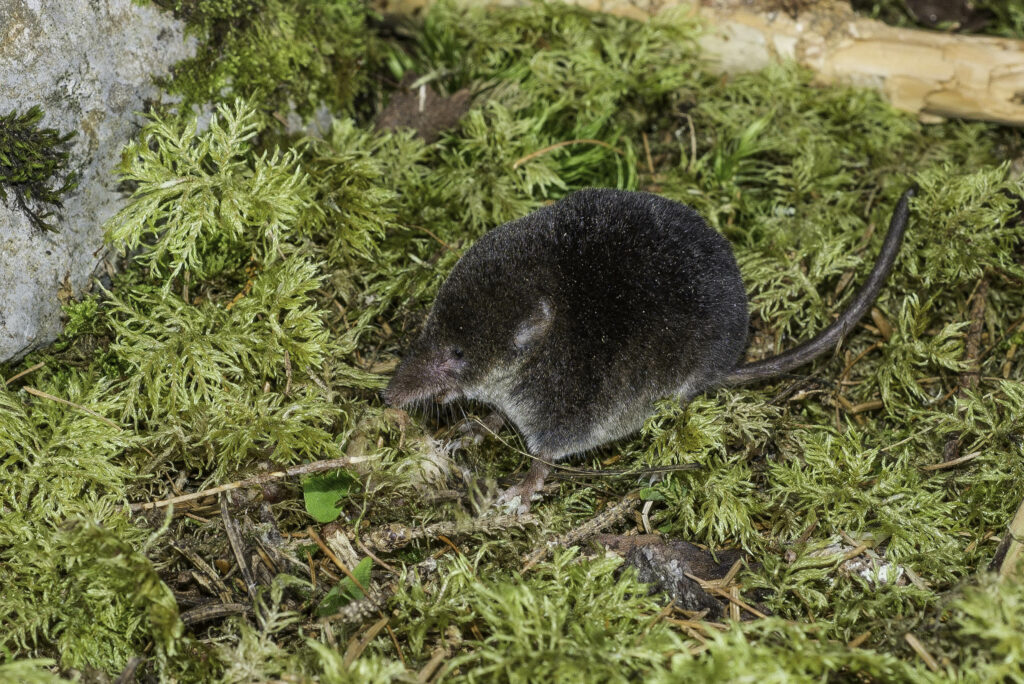 Musaraigne carrelet - Les mammifères de Rhône-Alpes