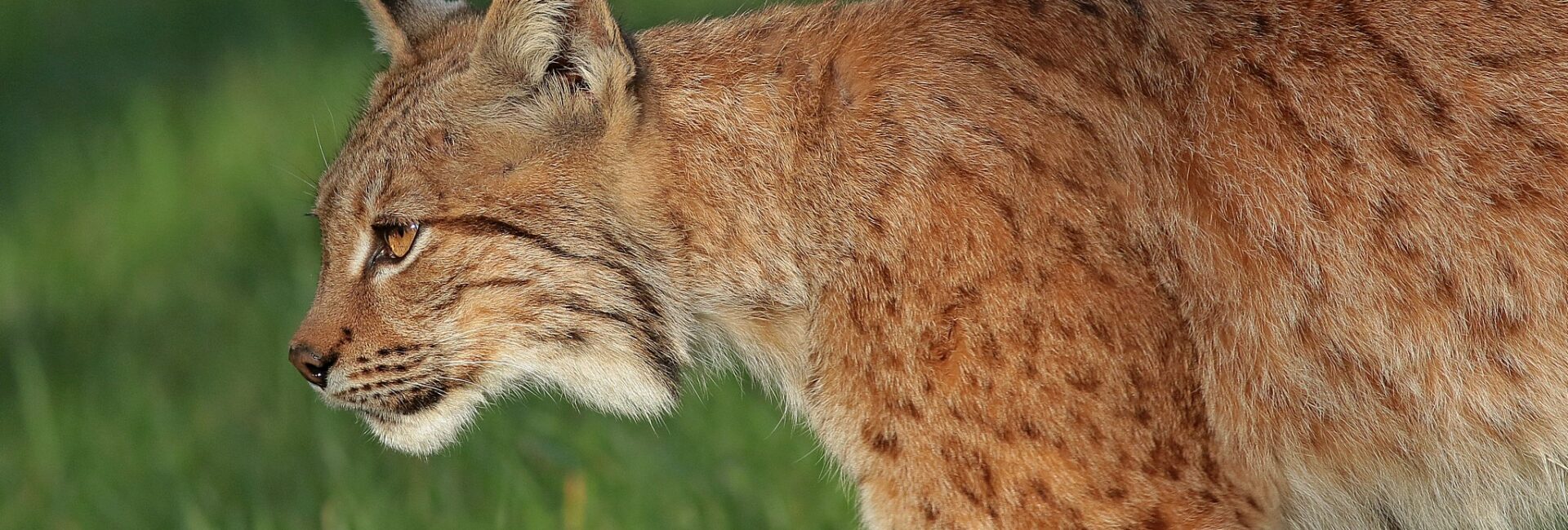 Lynx boréal - Les mammifères de Rhône-Alpes