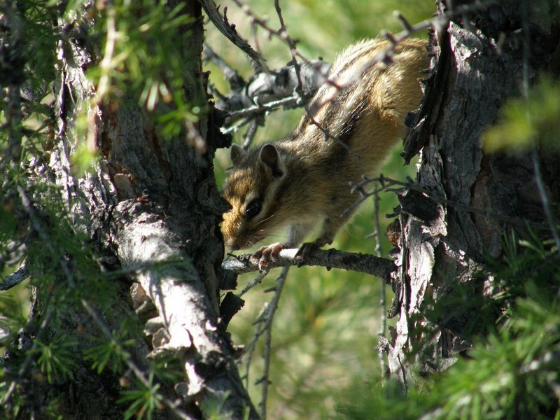 Tamia de Sibérie - Les mammifères de Rhône-Alpes