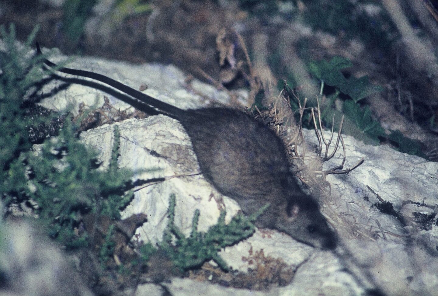 Rat noir, Iles de Marseille, juillet 1982, Olivier Iborra - Les ...