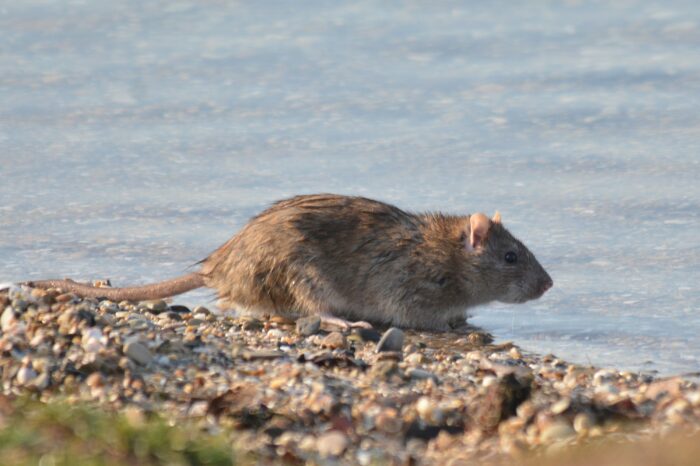 Rat surmulot - Les mammifères de Rhône-Alpes