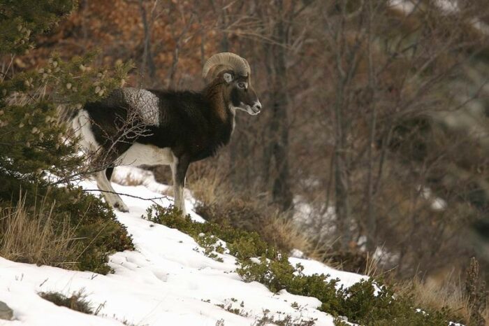 Mouflon méditerranéen - Les mammifères de Rhône-Alpes