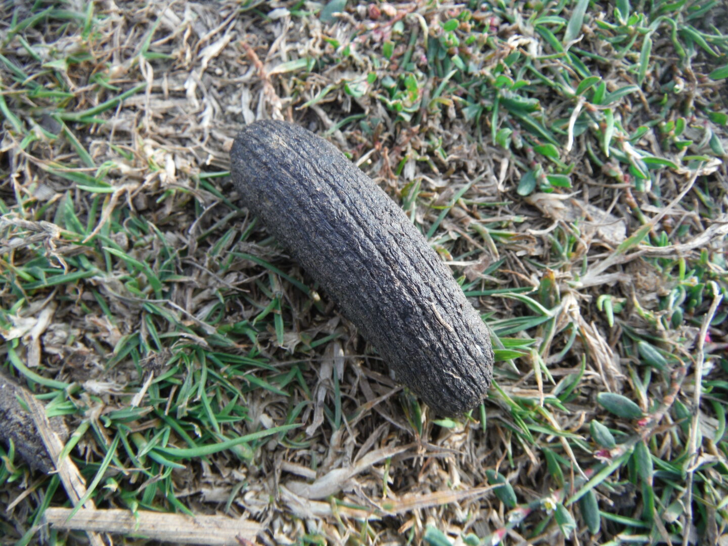 crotte de ragondin © Christophe Gilles - Les mammifères de Rhône-Alpes