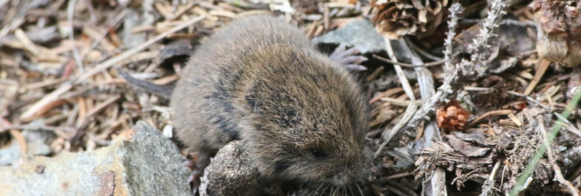 Campagnol souterrain - Les mammifères de Rhône-Alpes