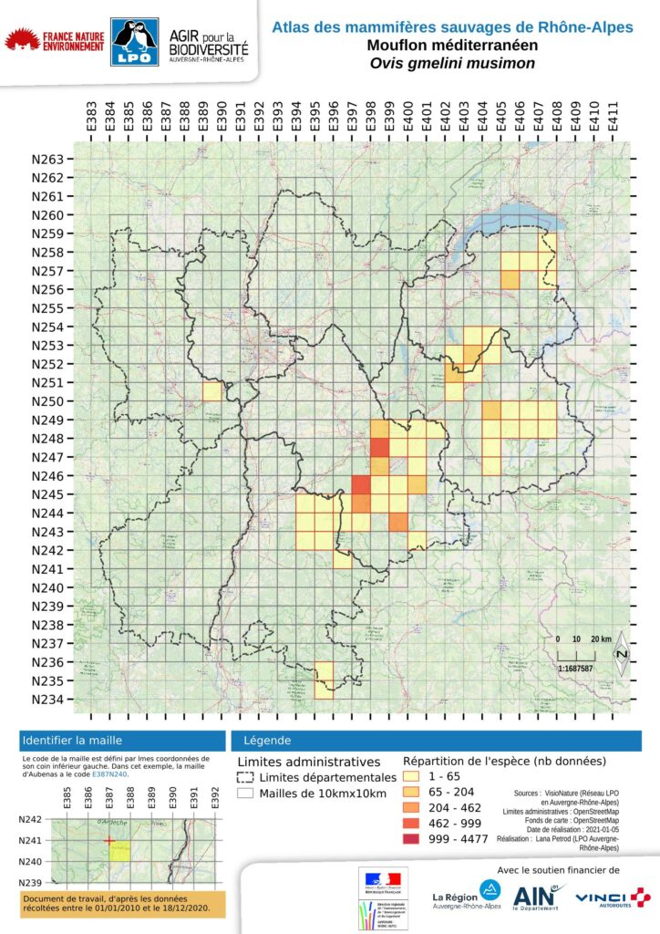 Mouflon méditerranéen - Les mammifères de Rhône-Alpes